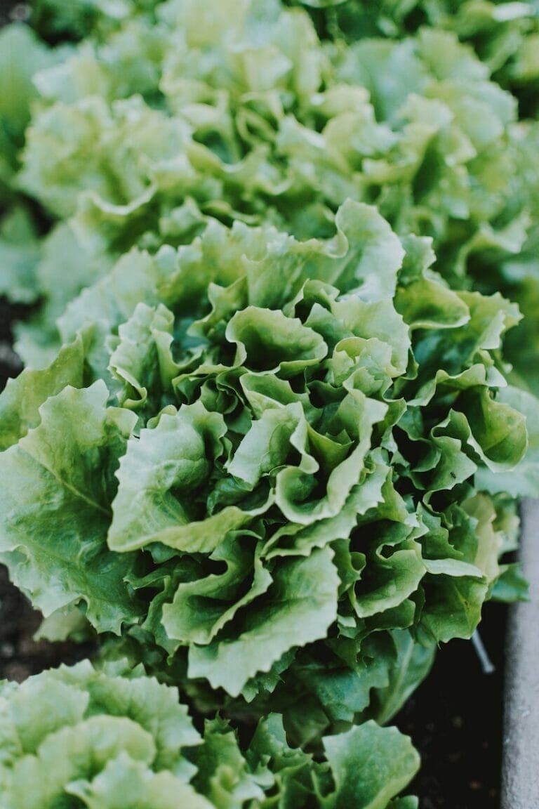 13 Best Substitutes for Broccoli to Save Your Meal - No Fuss Kitchen