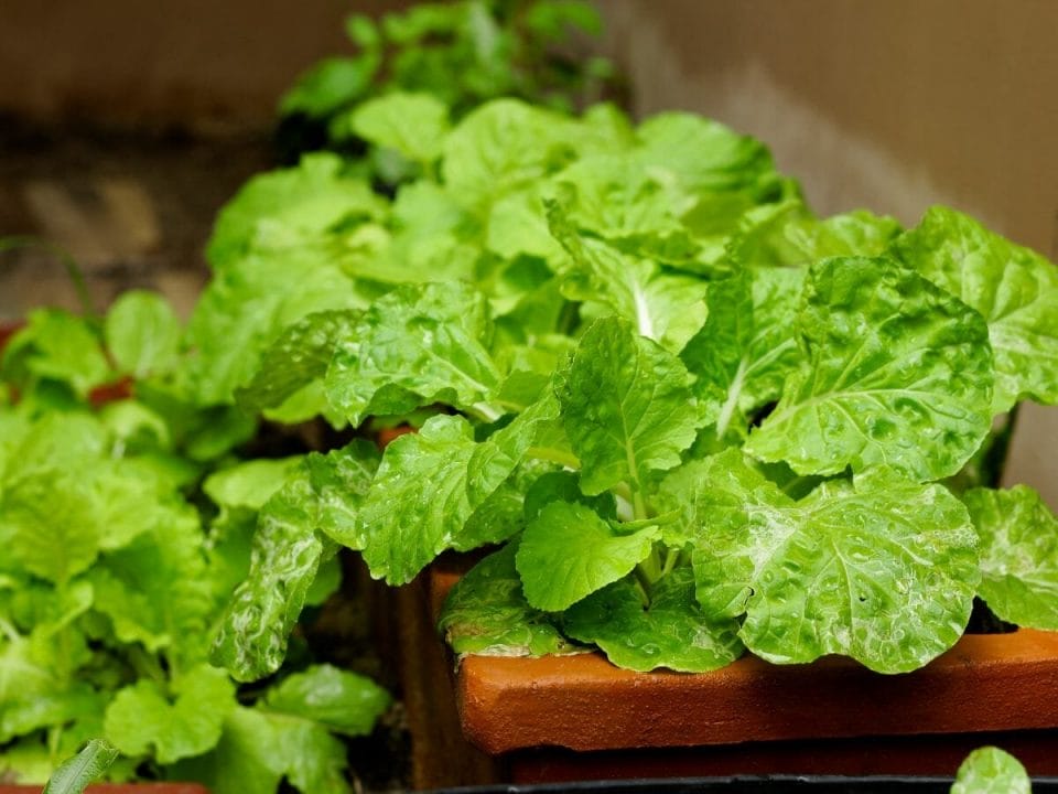 13 Best Substitutes for Broccoli to Save Your Meal - No Fuss Kitchen